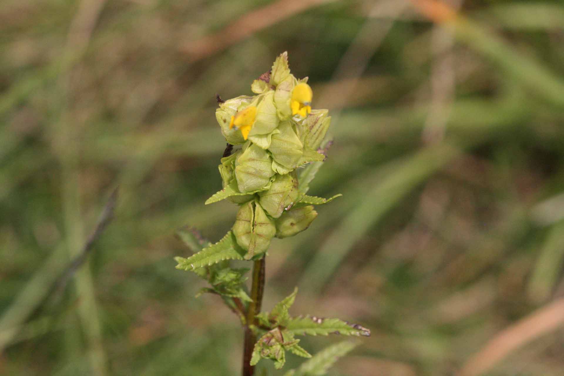 Outdoor Meeting : Seaton Meadow note this is a Friday - Rutland Natural ...